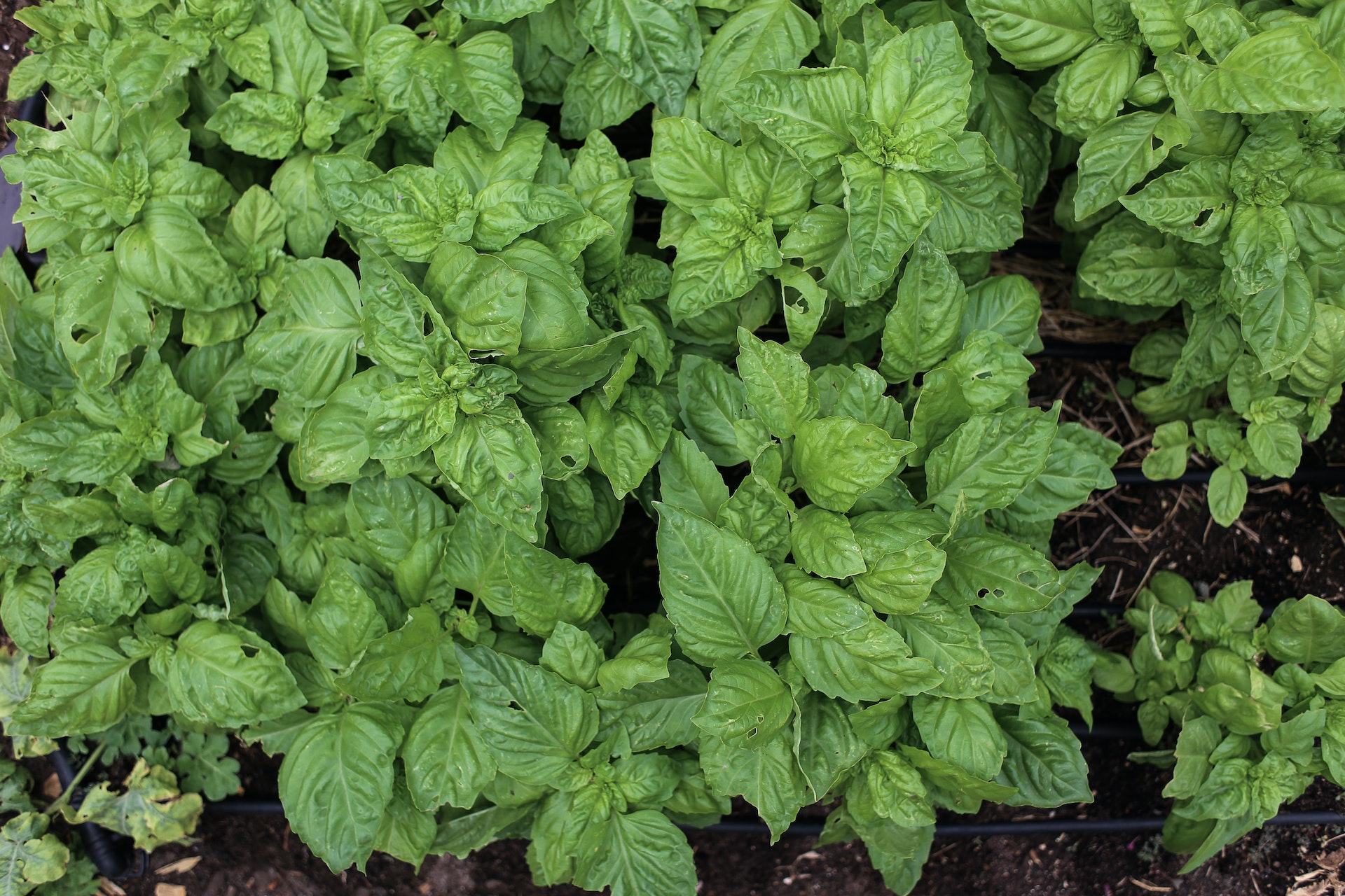 Unlocking The Power Of Basil: Health Benefits Unveiled | Digi Study Lab ...