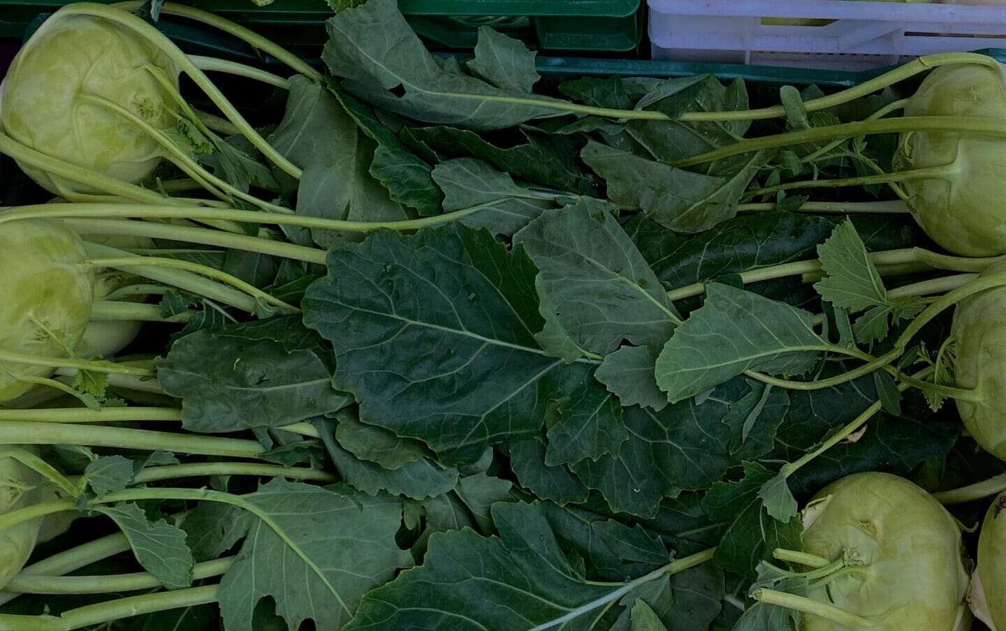 Spannende Kohlrabi Gelbe Blatter Ebenbild