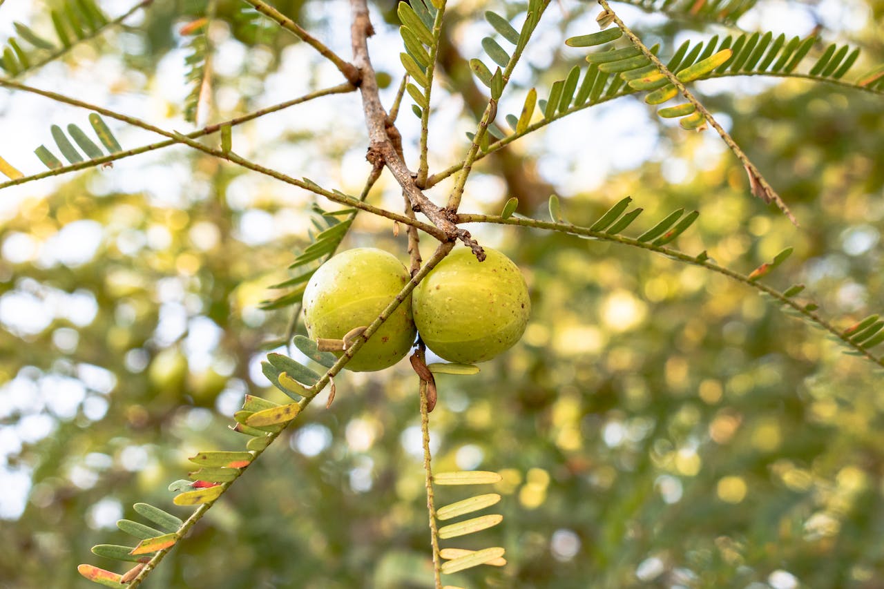 Unlocking The Potential Of The Amla Tree: Uses, Benefits, And More ...