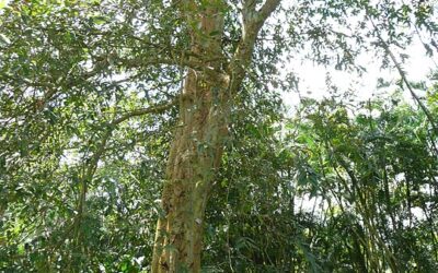 Unveiling The Marvels Of The Tendu Tree: A Comprehensive Guide | Digi ...