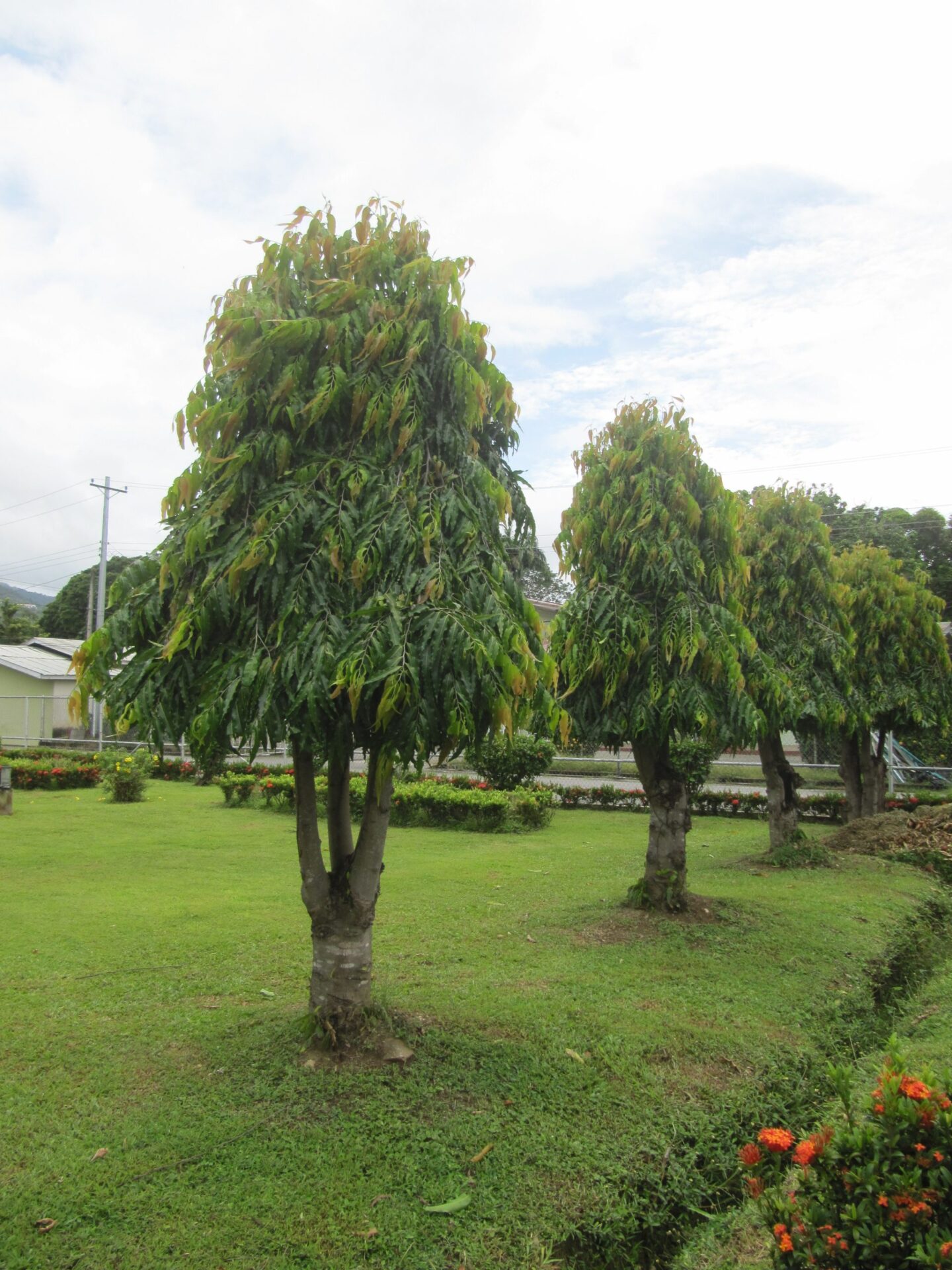 Unveiling The Wonders Of The Ashoka Tree: Uses, Benefits, And More ...
