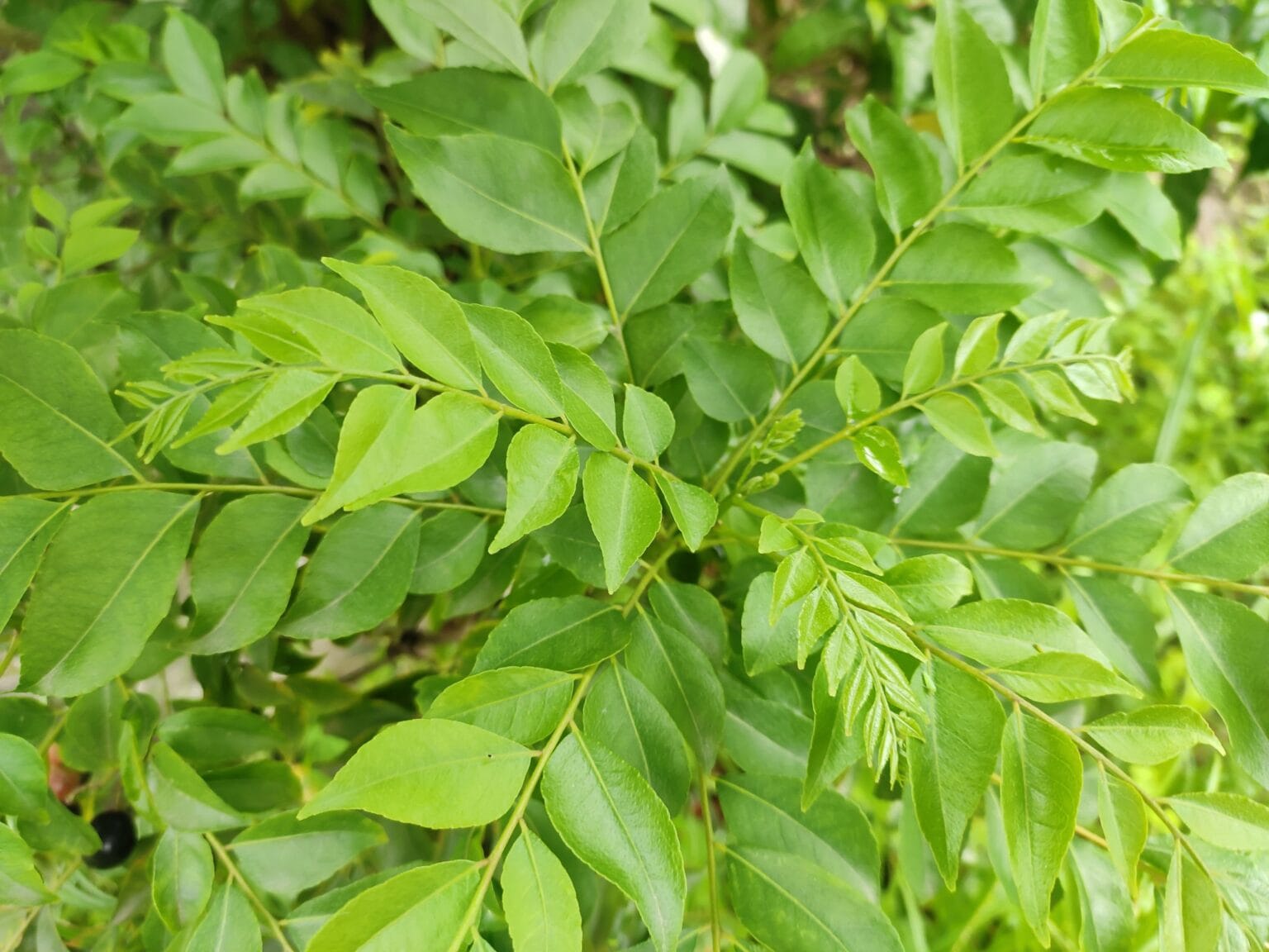 Unveiling The Enigmatic "Curry Leaf" Tree: Discover Its Uses, Benefits ...