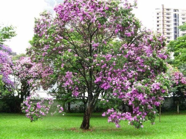 Exploring The Remarkable Kachar Tree: Uses, Benefits, And More | Digi ...