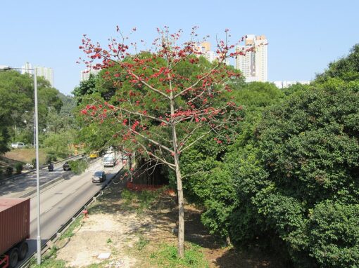 Unveiling The Marvels Of The Tendu Tree: A Comprehensive Guide | Digi ...