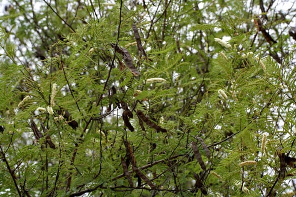 Unveiling The Mystique Of The Khair Tree: Discover Its Uses, Benefits ...