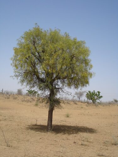 Unveiling The Mysteries Of The Majestic Kikar Tree: Uses, Benefits, And ...