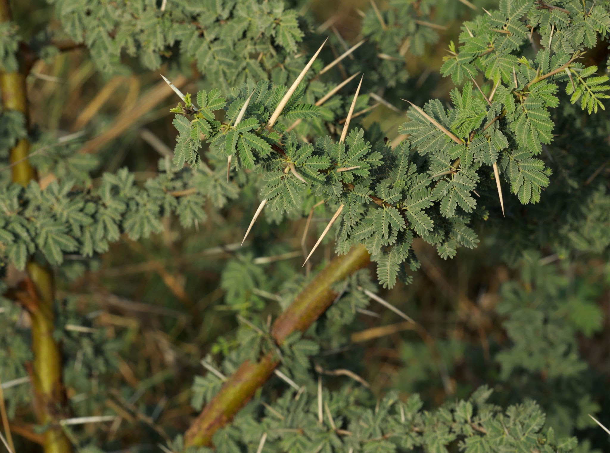 Unveiling The Mysteries Of The Majestic Kikar Tree: Uses, Benefits, And ...