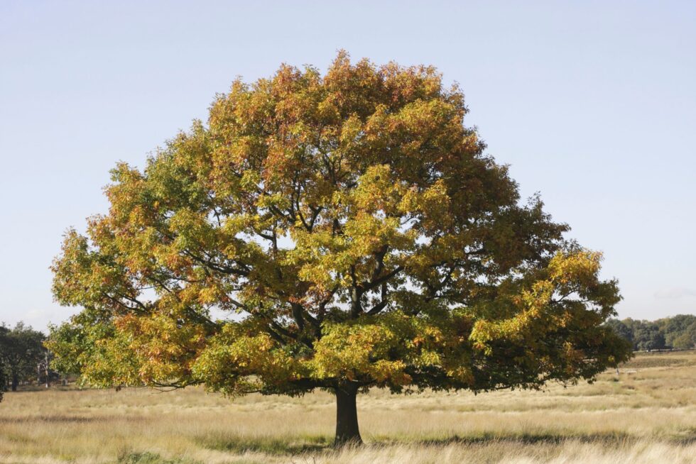 The Mighty Oak Tree: A Comprehensive Guide To Uses, Benefits, And More ...