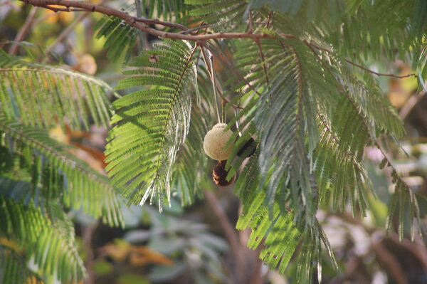 Unveiling The Mystique Of The Babul Tree: Uses, Benefits, And More ...