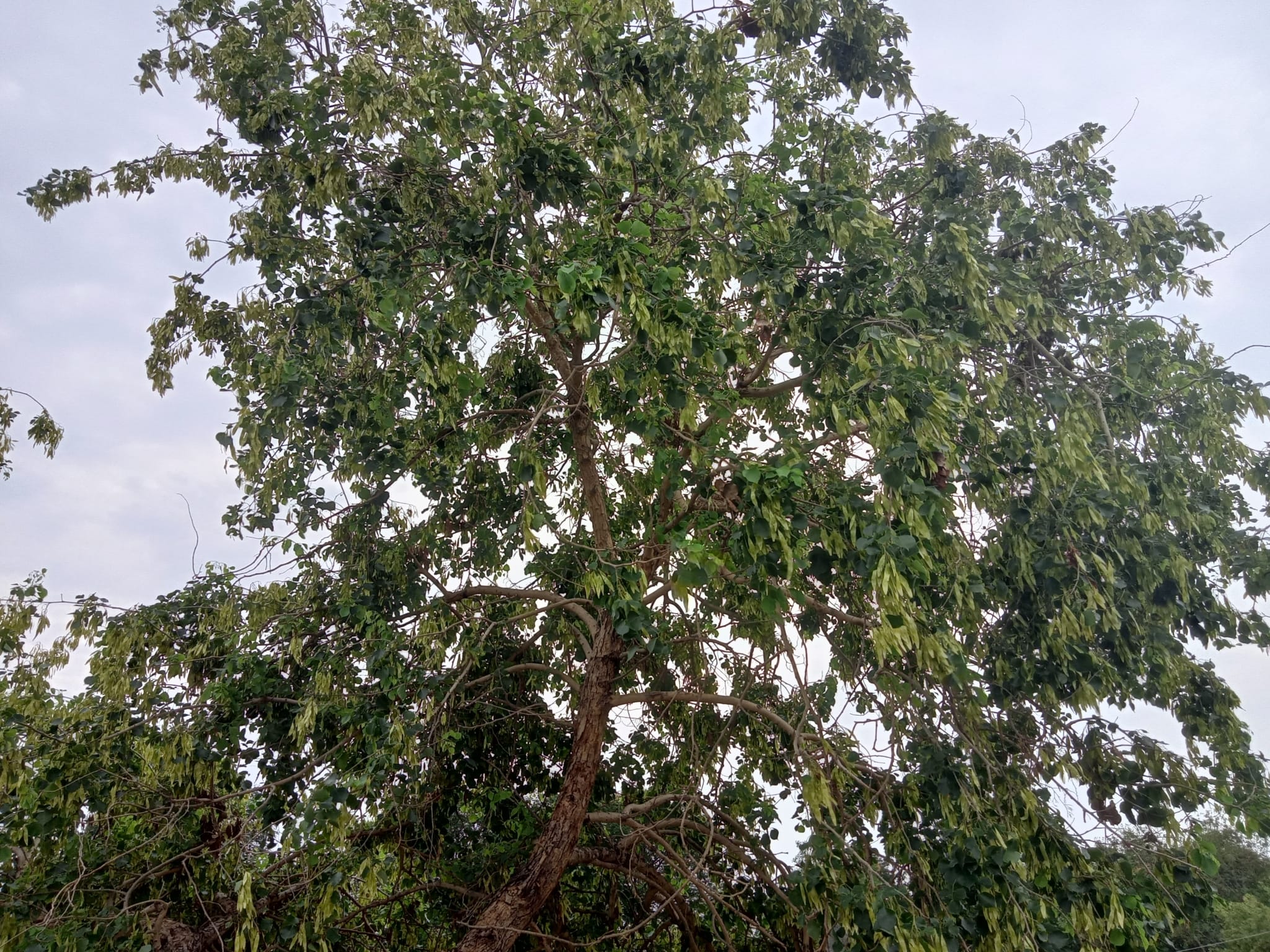 Unveiling The Allure Of The Rosewood Tree: Discover Its Uses, Benefits ...