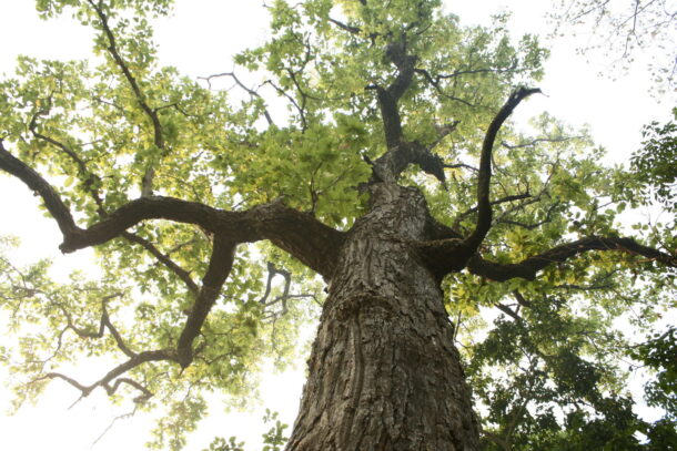 Unveiling The Wonders Of The Sal Tree: Uses, Benefits, And More | Digi ...