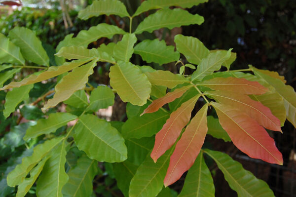 Unveiling The Marvels Of The Tendu Tree: A Comprehensive Guide | Digi ...