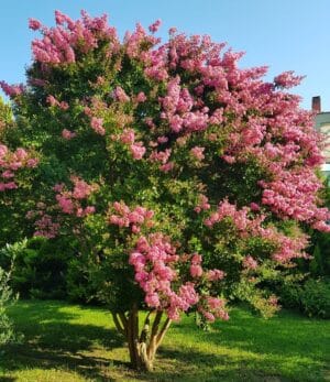 Unveiling The Mystique Of The Babul Tree: Uses, Benefits, And More ...