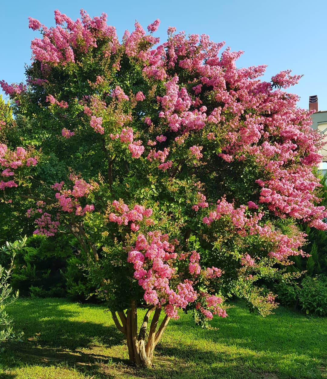 Unveiling The Majesty Of Lagerstroemia Speciosa: A Botanical Marvel ...