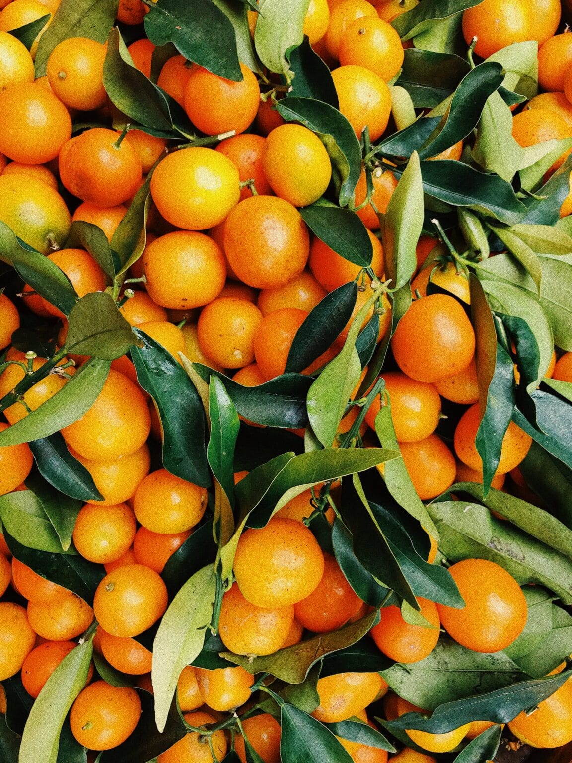 Unveiling The Tangy Treasure: Tangerine And Its Health Benefits | Digi ...