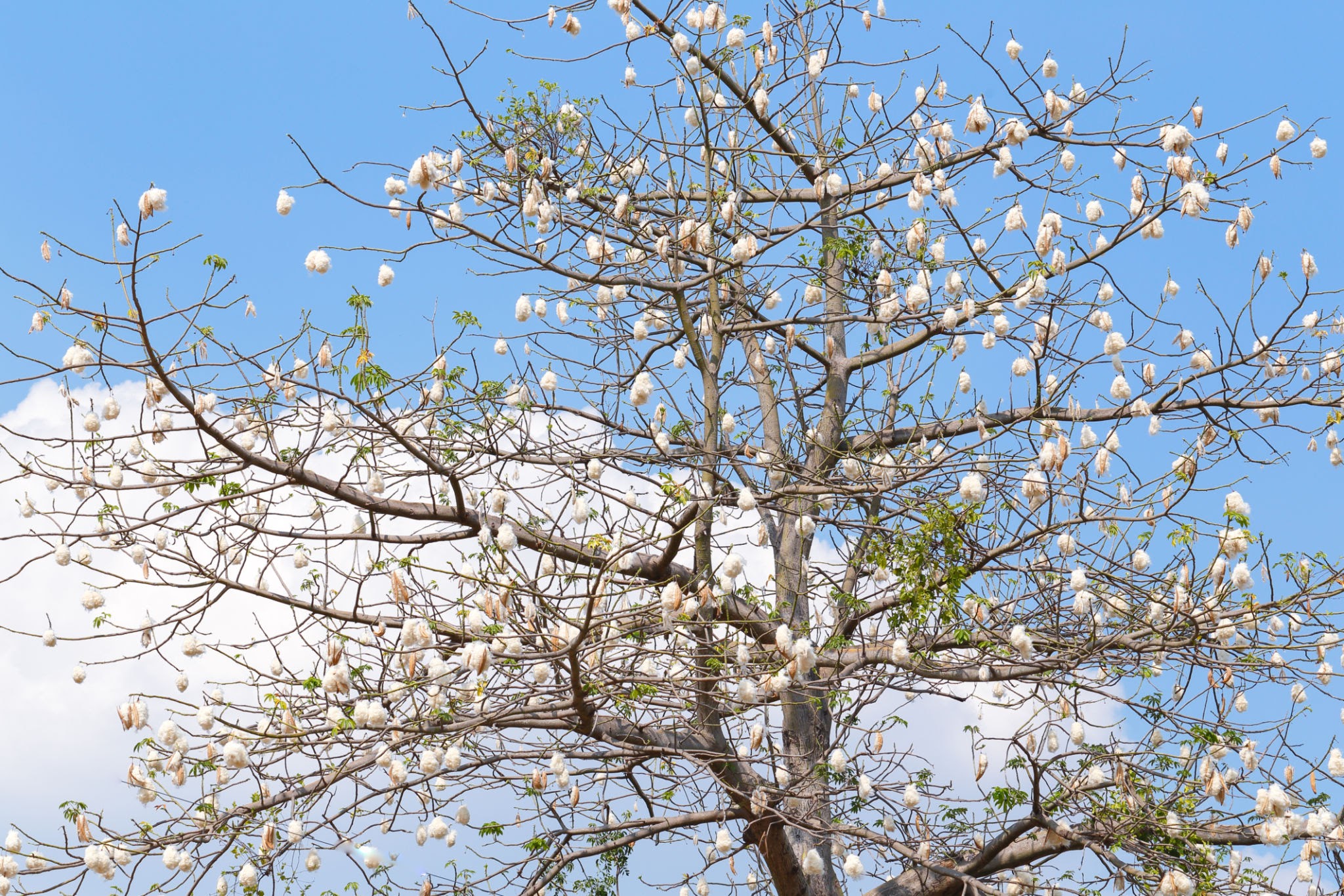 Unveiling The Marvels Of The Tendu Tree: A Comprehensive Guide | Digi ...