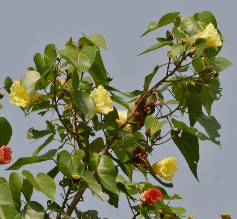 Unveiling The Mystique Of The Babul Tree: Uses, Benefits, And More ...